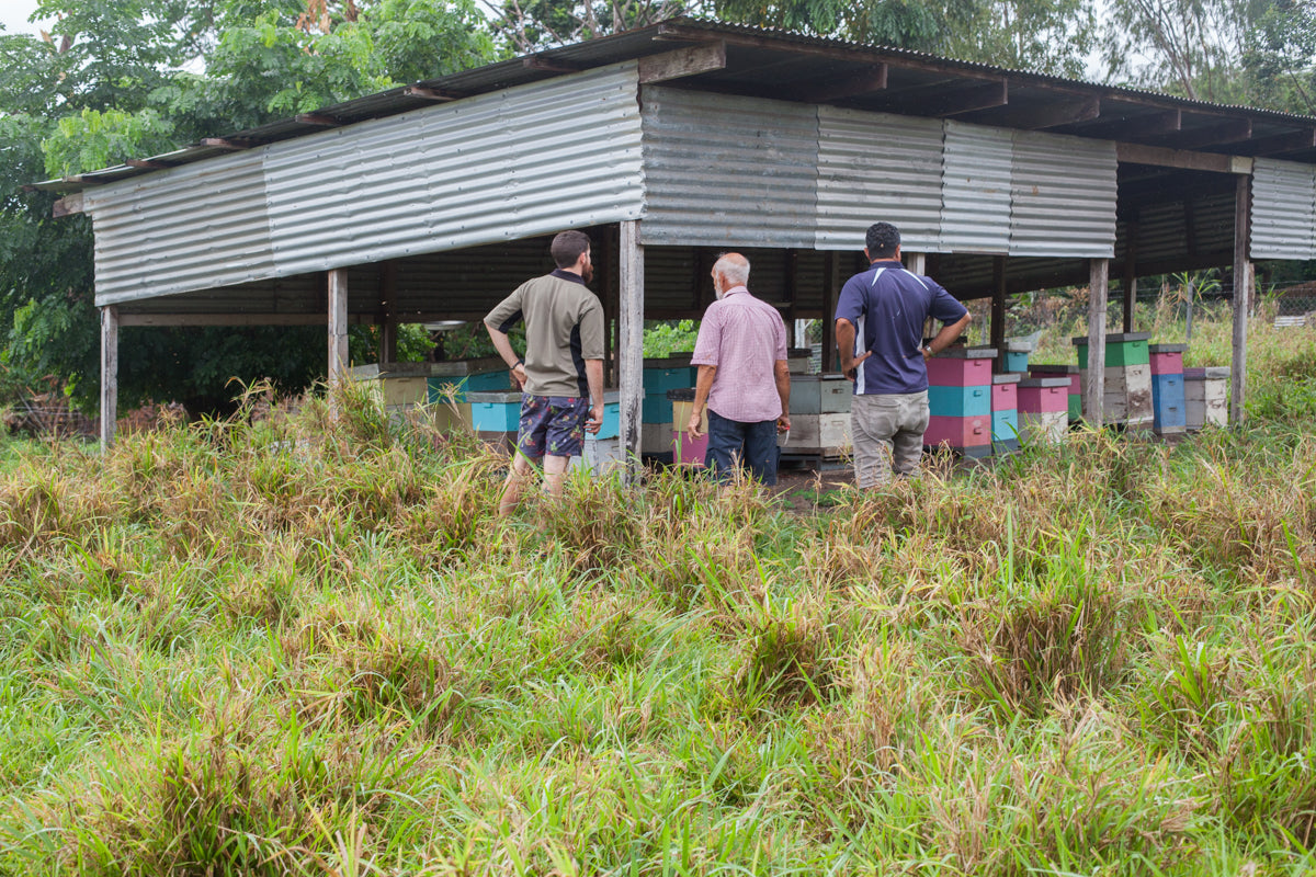 Beekeeping in Samoa – Hunt and Gather Bee Co.